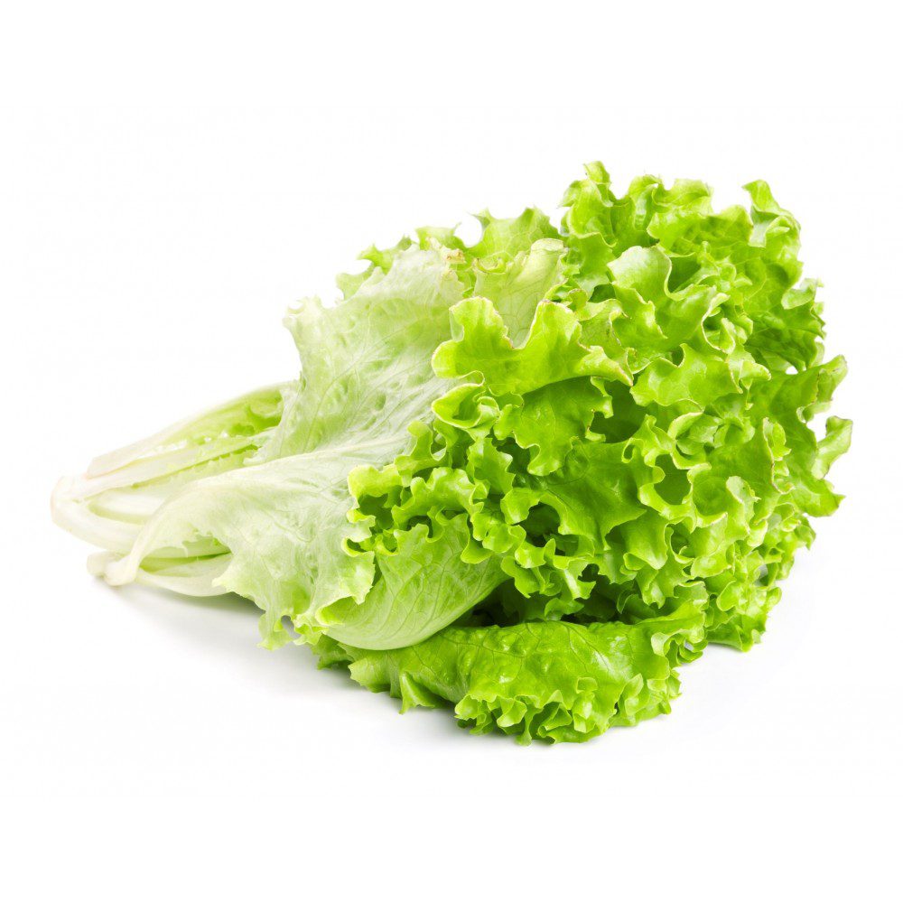 Lechuga hidroponica verde – Punto Fresco