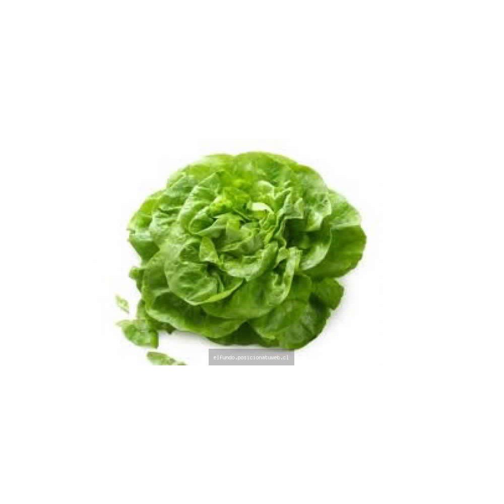 Lechuga Marina – Punto Fresco