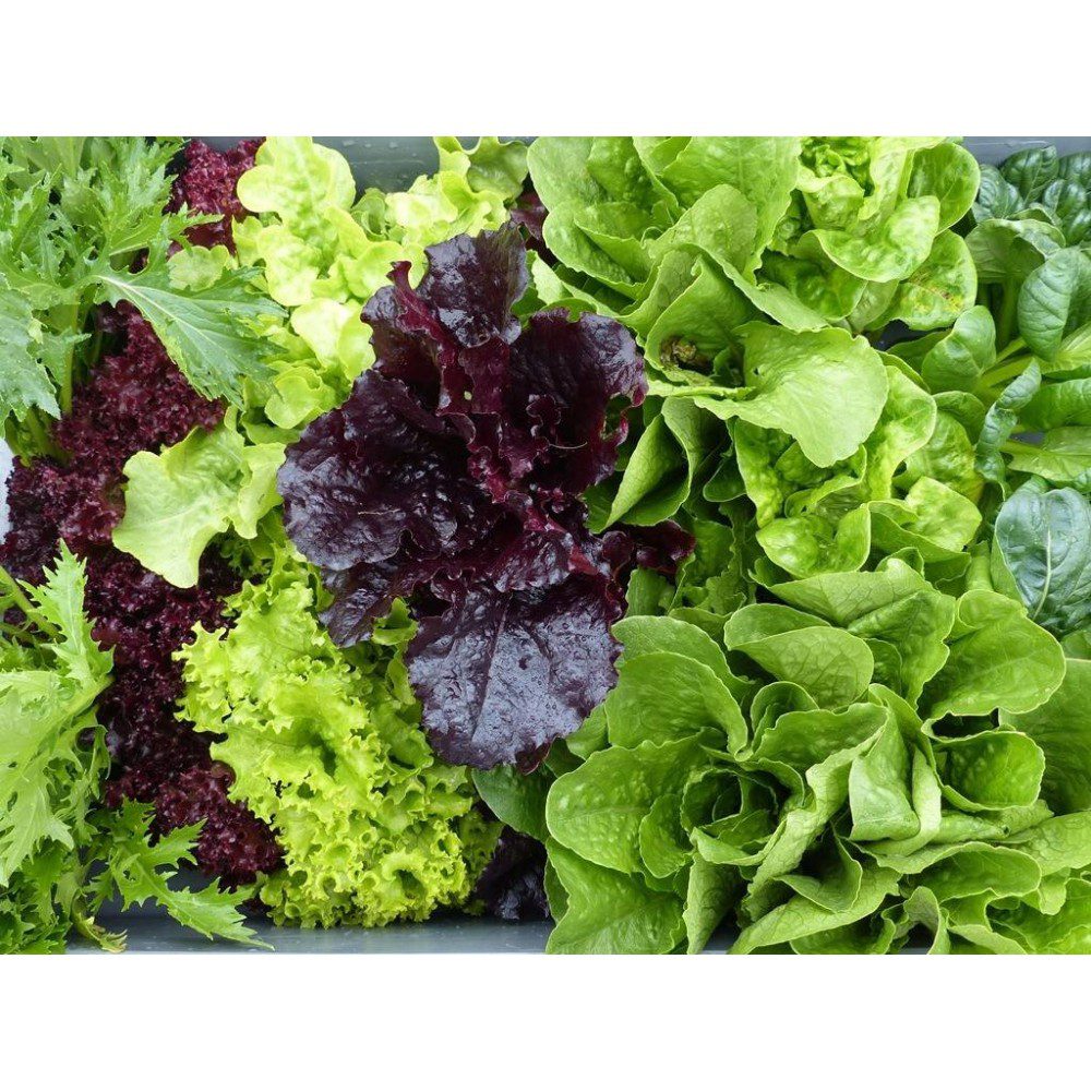 Mix de lechugas frescas 250 gr – Punto Fresco